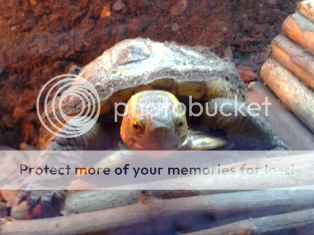 Turtle fecal samples | Reptile Forums