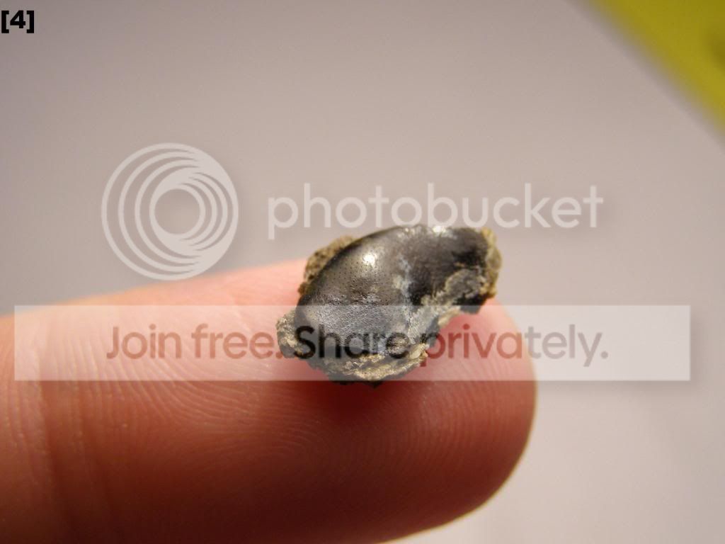 Some Paleozoic Shark Teeth - Fossil ID - The Fossil Forum