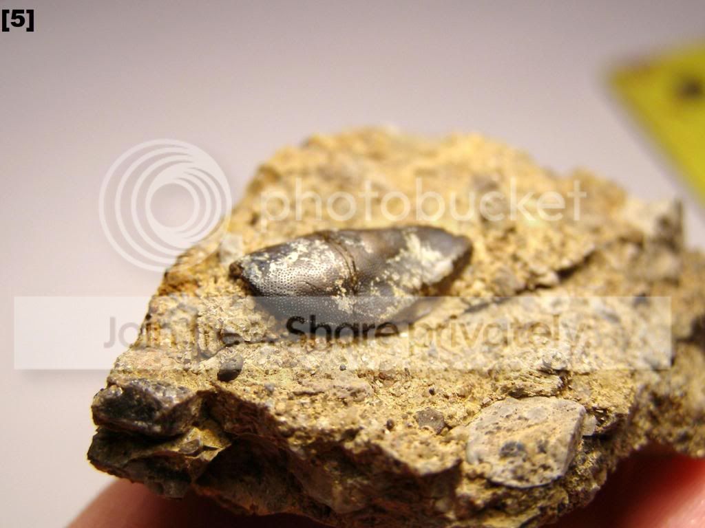 Some Paleozoic Shark Teeth - Fossil ID - The Fossil Forum