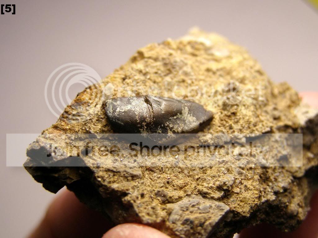 Some Paleozoic Shark Teeth - Fossil ID - The Fossil Forum
