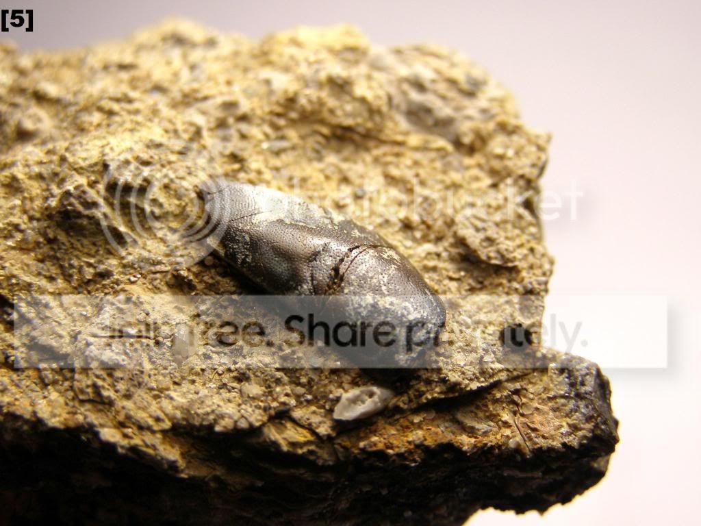 Some Paleozoic Shark Teeth - Fossil ID - The Fossil Forum